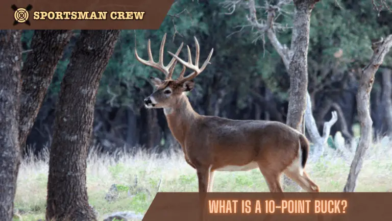 What is a 10-Point Buck? The Best Explanation Online