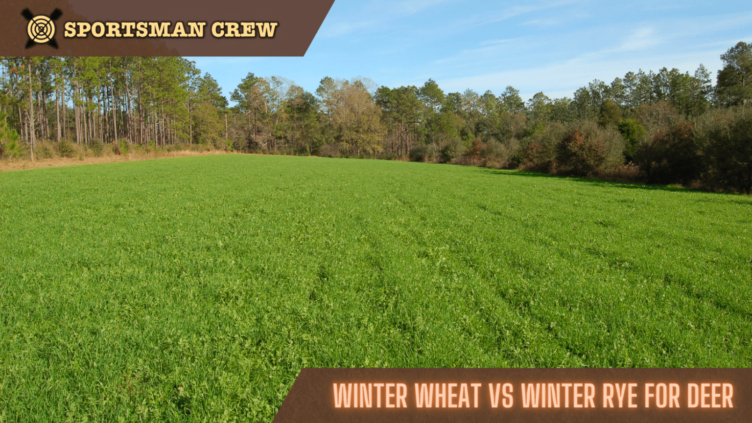 What's Better: Winter Wheat vs Winter Rye For Deer