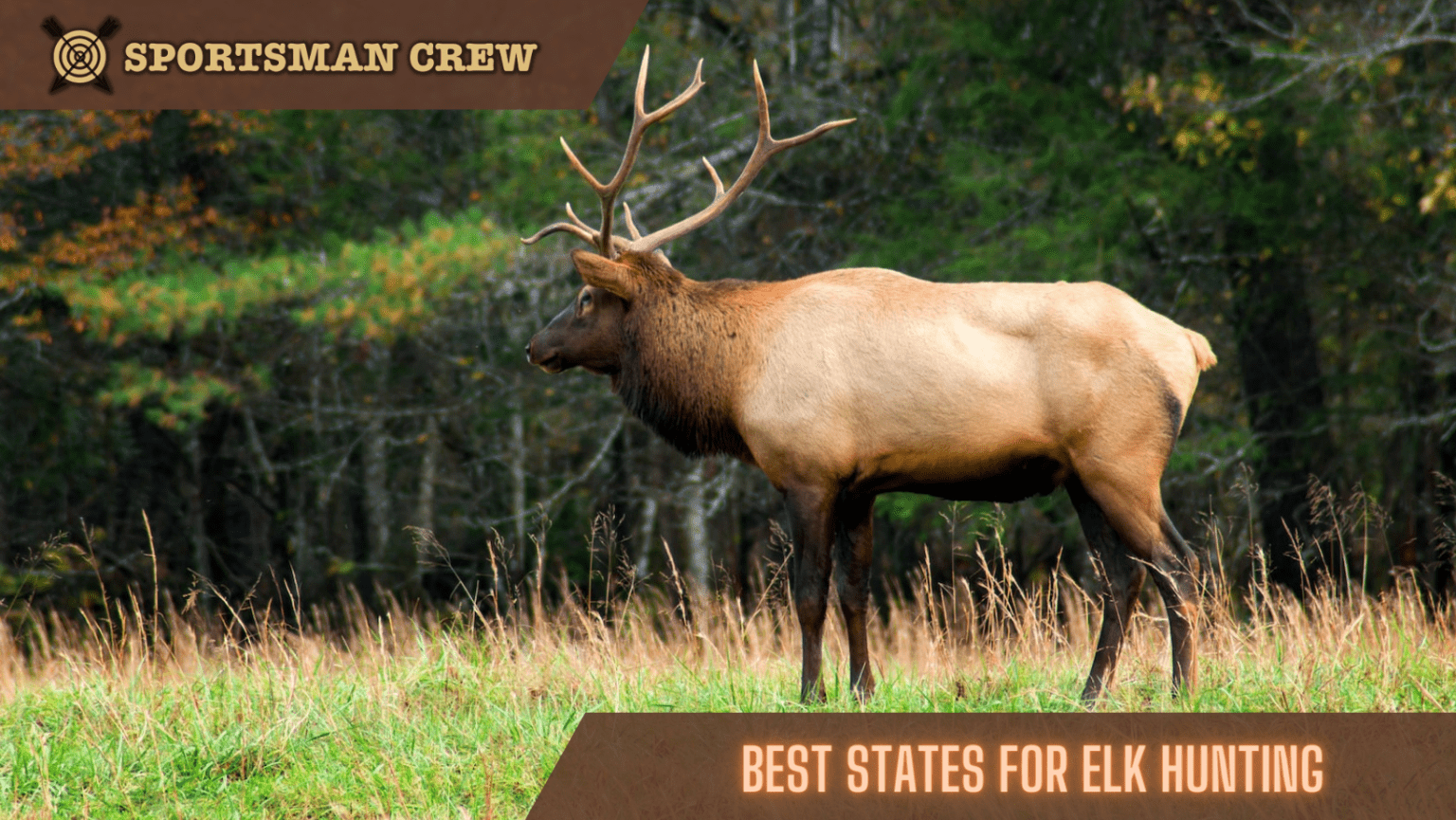 10 Best States For Elk Hunting